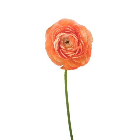 Cloni Mambo Ranunculus Del Alma Group