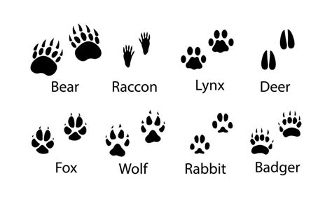 Fox Paw Print Vector Art Icons And Graphics For Free Download
