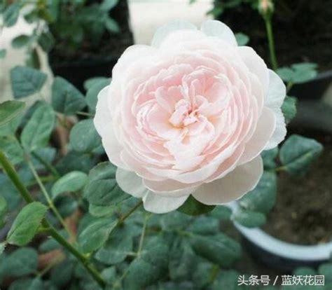 月季瘋長卻不開花該怎麼辦 每日頭條