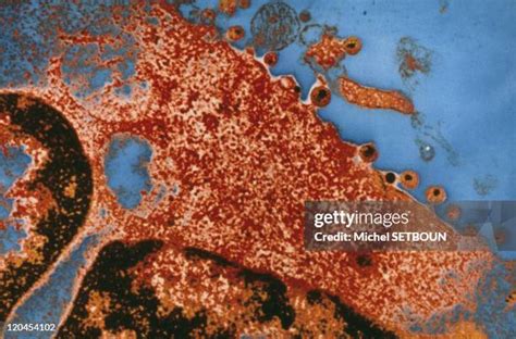 Hiv Virus Microscope Photos And Premium High Res Pictures Getty Images
