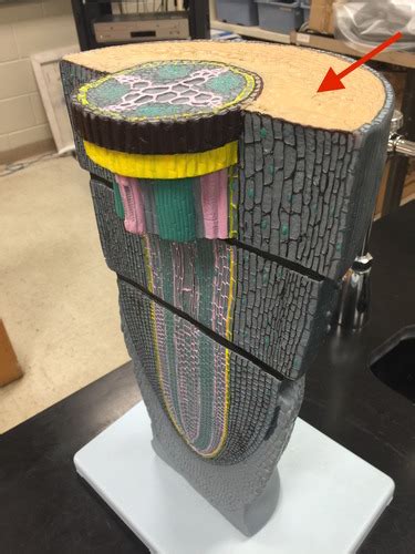 Plant Anatomy Lab Flashcards Quizlet