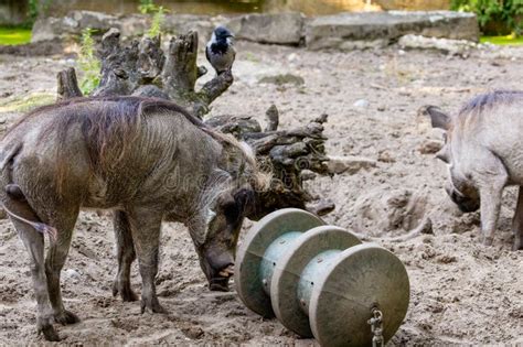 Common Warthog Standing Very Near By Stock Image Image Of Wild Dust