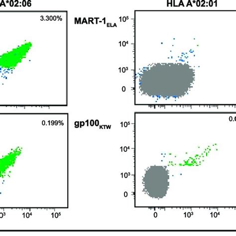 Pmhc Multimer Staining Of Hla A 02 01 Restricted T Cell Clones Is Download Scientific Diagram