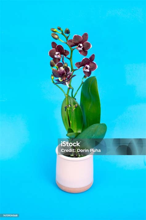 화분에 심은 작은 호접란 난초 분홍색 세라믹 냄비에 파란색으로 분리 0명에 대한 스톡 사진 및 기타 이미지 0명 꽃 식물 꽃병 Istock