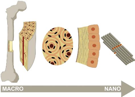 Hierarchical Organization Of The Components Of Bone Tissue From The