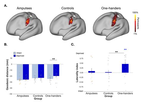 Characterisation Of Lip Remapping In The Primary Somatosensory Download Scientific Diagram