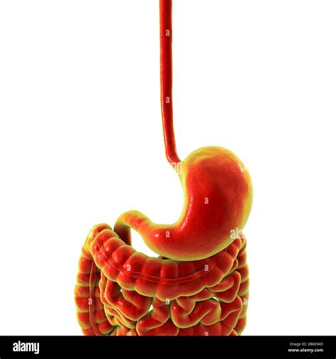 Illustration Of The Human Digestive System Showing Major Organs