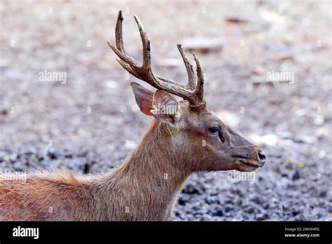 Sambar Male Hi Res Stock Photography And Images Alamy