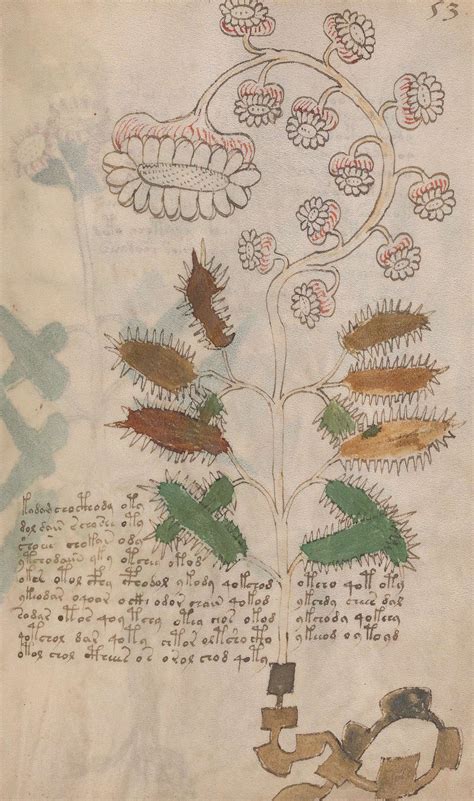 Has Voynich Manuscript Been Decoded Mysterious Book May Be Written In