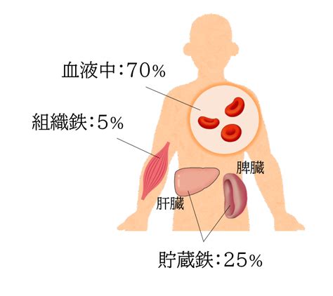 【透析】鉄関連について解説《fe・tibc・uibc・tsat・フェリチン》鉄がわかる！ 臨床工学技士の熱血透析blog