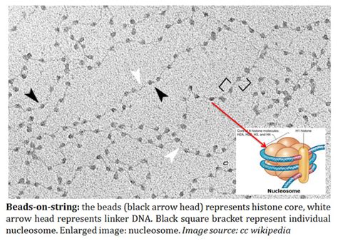 Nucleosome Model Of Chromosomes Plantlet