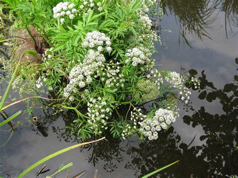 Ядовитый Вёх или Цикута Ядовитое и опасное растение