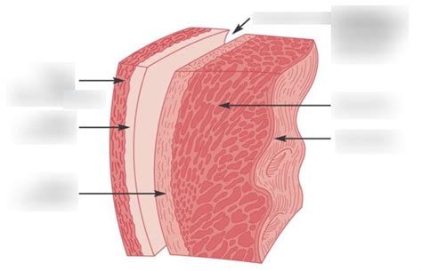 Heart Lecture Exam 1 Diagram Quizlet