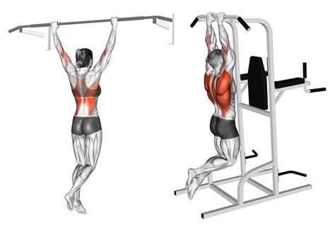 Pull Up Vs Chin Up Muscles Worked