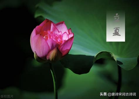 立夏時節賞析楊萬里的初夏即事十二解 每日頭條