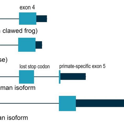 Crygn Intron Exon Structure Comparison Of Gamma Crystallin N Crygn Download Scientific
