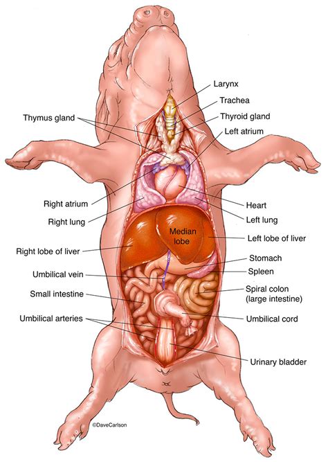 Fetal Pig Major Organs Carlson Stock Art