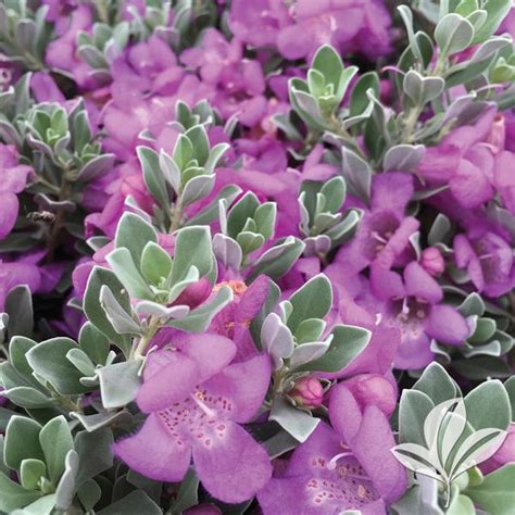 Desperado Texas Sage Hill Country Water Gardens And Nursery