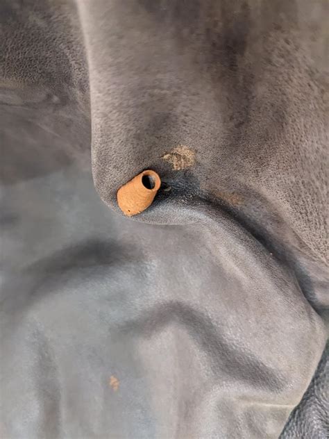 Whats This Bugshellcocoon Rwhatsthisbug