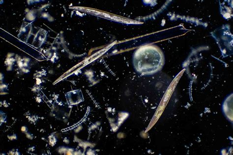 Inside The World Of Tiny Phytoplankton Microscopic Algae That Provide Most Of Our Oxygen