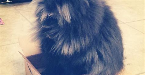 Reddit Meet Dolly She Likes To Sit In Small Boxes Imgur