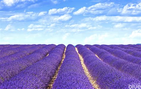 프랑스프로방스 라벤더 로드 발랑솔세낭크 수도원 네이버 블로그