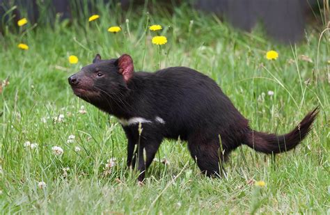 The Plight Of Tasmanian Devils Waiving Entropy