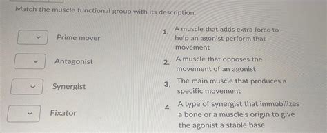 [answered] Match The Muscle Functional Group With Its Description 000 Kunduz