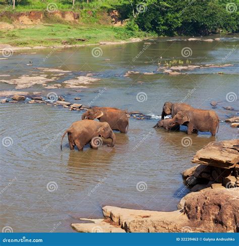Elephants On Sri Lanka Stock Image Image Of Lanka Herd 32239463