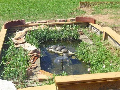 Creating A Basking Area For Your Red Eared Slider Reptifiles
