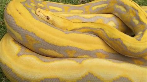 Albino Tiger Reticulated Python