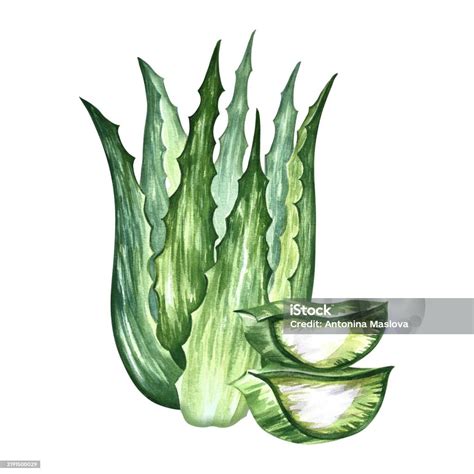 알로에 베라 알로에 베라 부시와 얇게 썬 알로에 조각 손으로 그린 수채화 일러스트 격리 화장품 향수 및 의료 제품의 라벨 및 포장용 스티커 및 인쇄물용 0명에 대한 스톡
