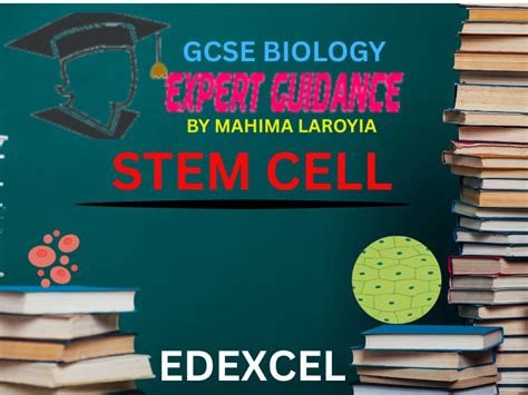 Edexcel Gcse Biology Stem Cells Teaching Resources