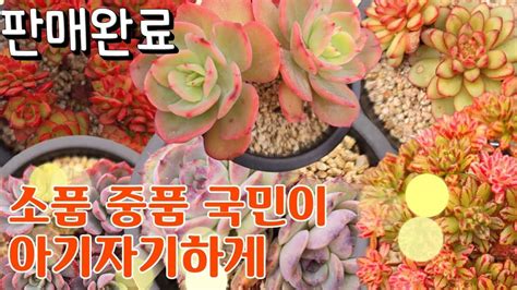 4월5일 소품 중품 세상에서 하나 뿐인 단품 따글이들 특집 분채배송 01048583904 다육이 다육식물 특가다육