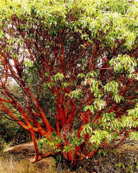 Pacific Madrone Tree Images