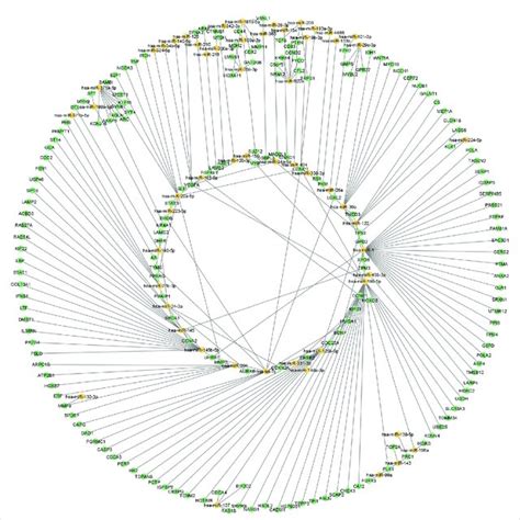 Mirna Regulatory Network In Gbc Mirna Mrna Regulatory Network Using De Download Scientific