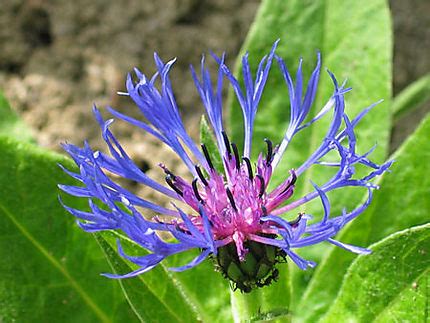 Fleur alpine : Fleurs : Suisse : Routard.com