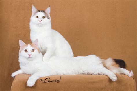 Turkish Van Kittens The Fluffy Beauties Turkeys Famed Van Cats