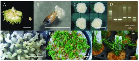 Somatic Embryogenesis Se And Male Sterile Plants Msps Production