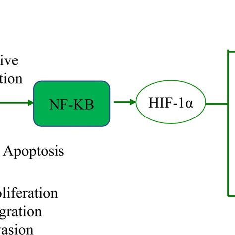 Uxt And Nf κb Signaling Pathway When Tnf α Binds To Tnfr1 And Uxt V1