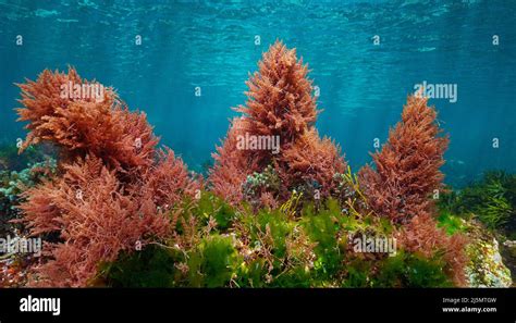 Red And Green Algae With Blue Water Underwater Colors In The Ocean