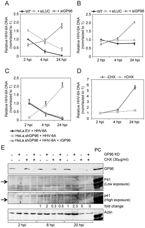 Absence Of Gp96 Induces Viral Replication A Decrease In Cell Surface