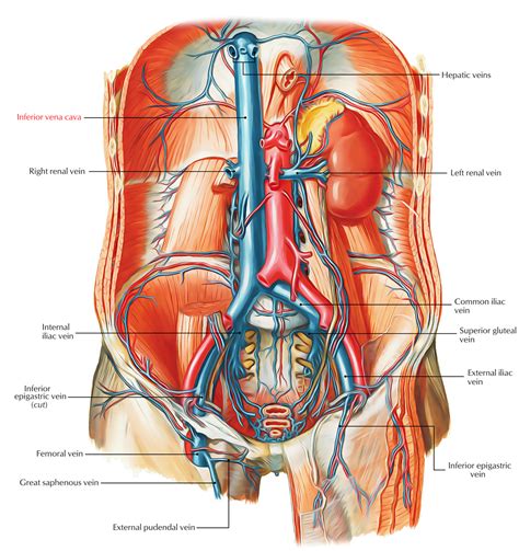 Easy Notes On 【inferior Vena Cava Ivc】learn In Just 3 Minutes