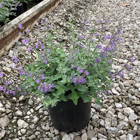 Walkers Low Catmint Buy At