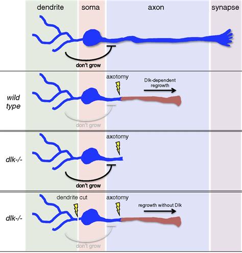 Dendrites Actively Restrain Axon Outgrowth And Regeneration Pnas