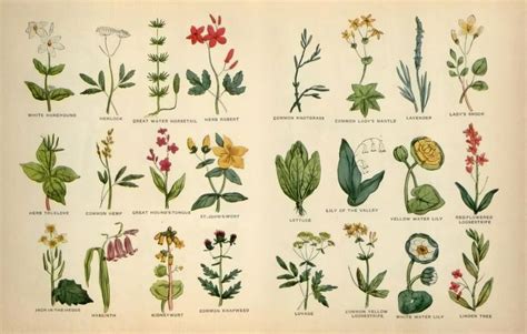 The Big List Of Botanical Plant Names And Their Meanings For Gardeners