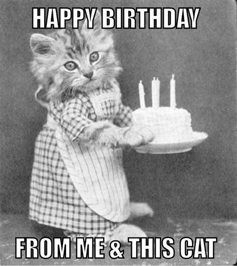 100 Best Happy Birthday Cat Memes And Images