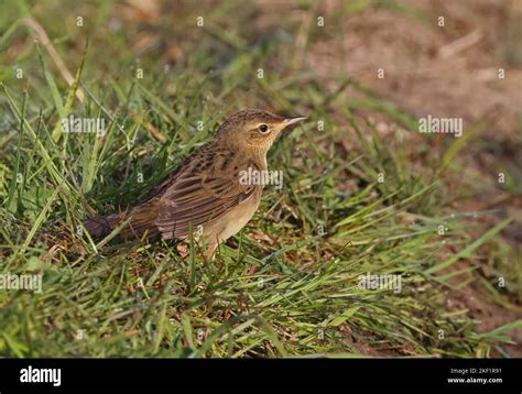 Common Grasshopper Warbler Locustella Naevia Naevia Adult Standing On