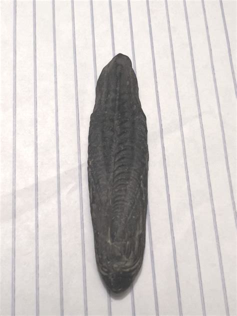 Shale Road Finds And Cotton Hill Coral Bed Fossil Hunting Trips The Fossil Forum