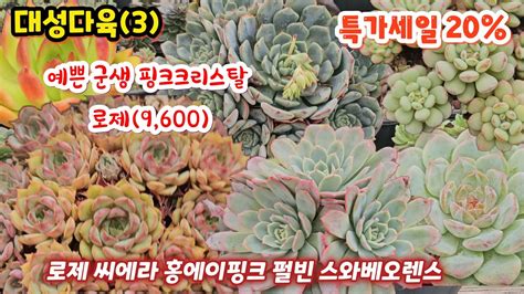 대성다육 3 묵은둥이 텐트라쨈 물들면 예쁜 로제 9600소 묵은둥이 핑크크리스탈 로제 Youtube